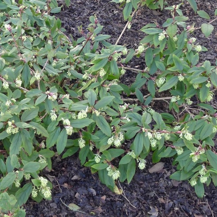 Ribes laurifolium Amy Doncaster - Flowering Currant