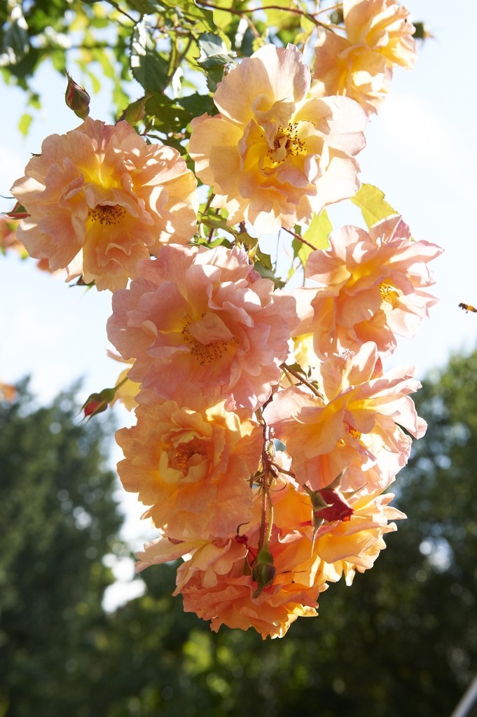 Climbing Rose Rock Climbing Board: Westerland Climbing Vine Rose Flower ...