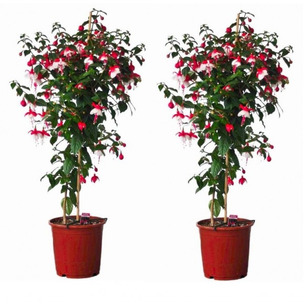 Fuchsia shrubs for sale UK | Fuchsia plants UK delivery