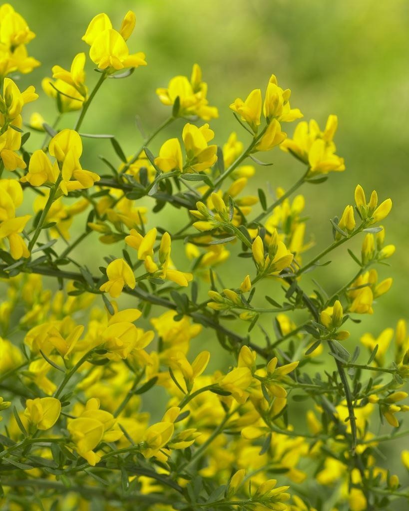 Genista Lydia - Hardy Dwarf Broom