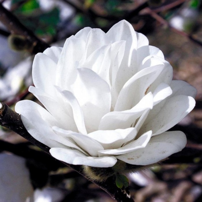 Magnolia Pirouette - Waterlily-like Double Starry Flowers - 60-80cm plant