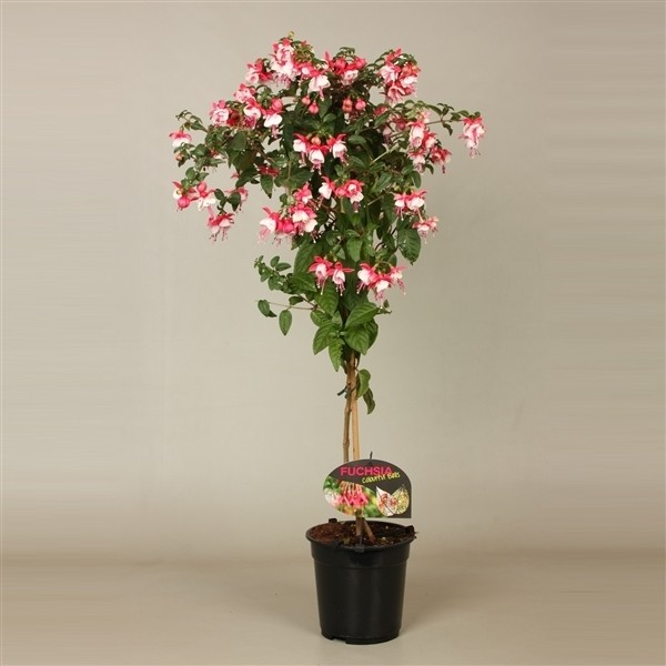 Patio Fuchsia Tree 'Lucky Dip' - End of Season Clearance