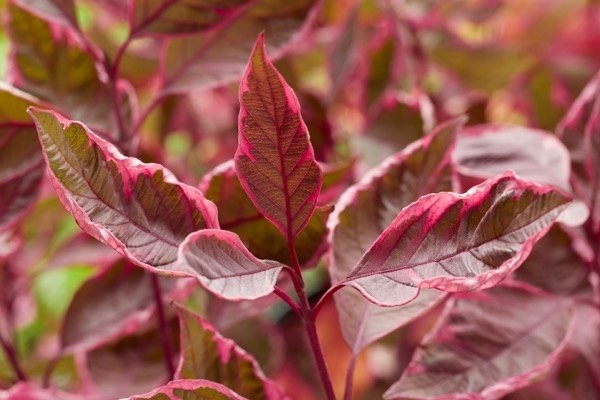 Cornus alba sibirca 'Miracle' - Red Stemmed Variegated Pink Flush ...