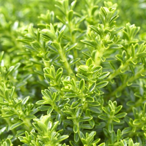 Hebe plants for sale | Buy Hebe shrubs UK delivery