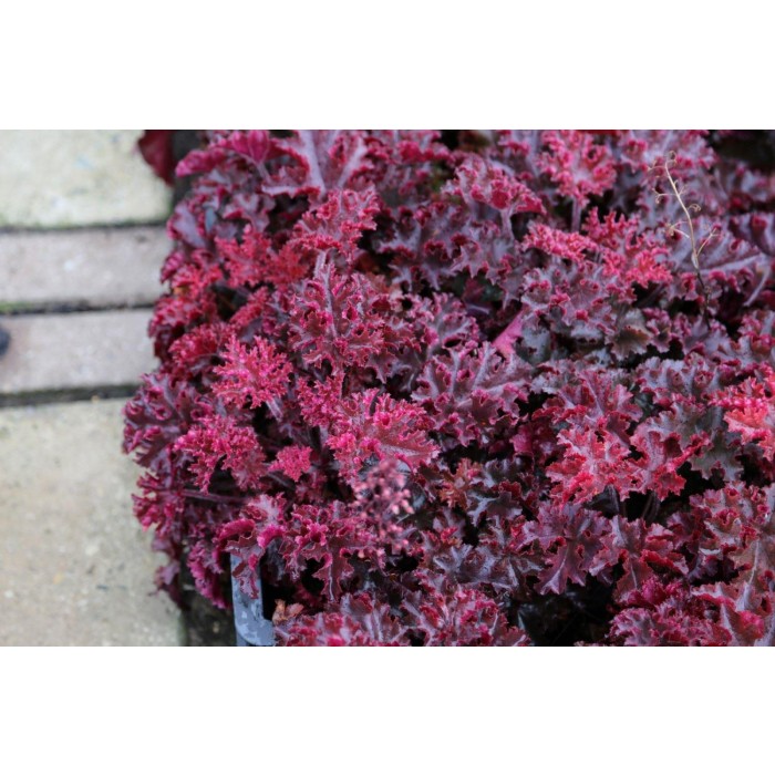 Heuchera Melting Fire - Coral Bells