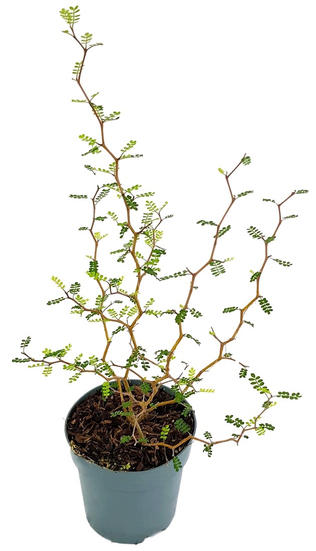 Sophora Little Baby