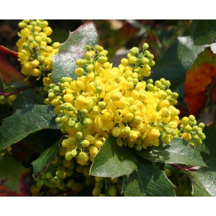 Mahonia aquifolium Apollo