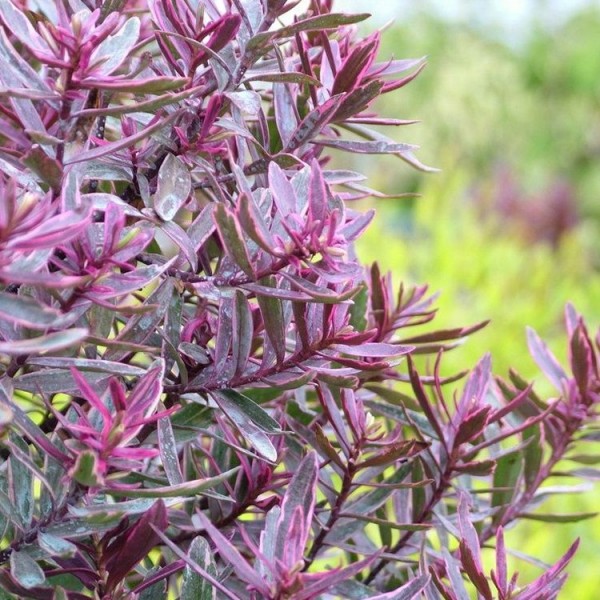 Hebe plants for sale | Buy Hebe shrubs UK delivery