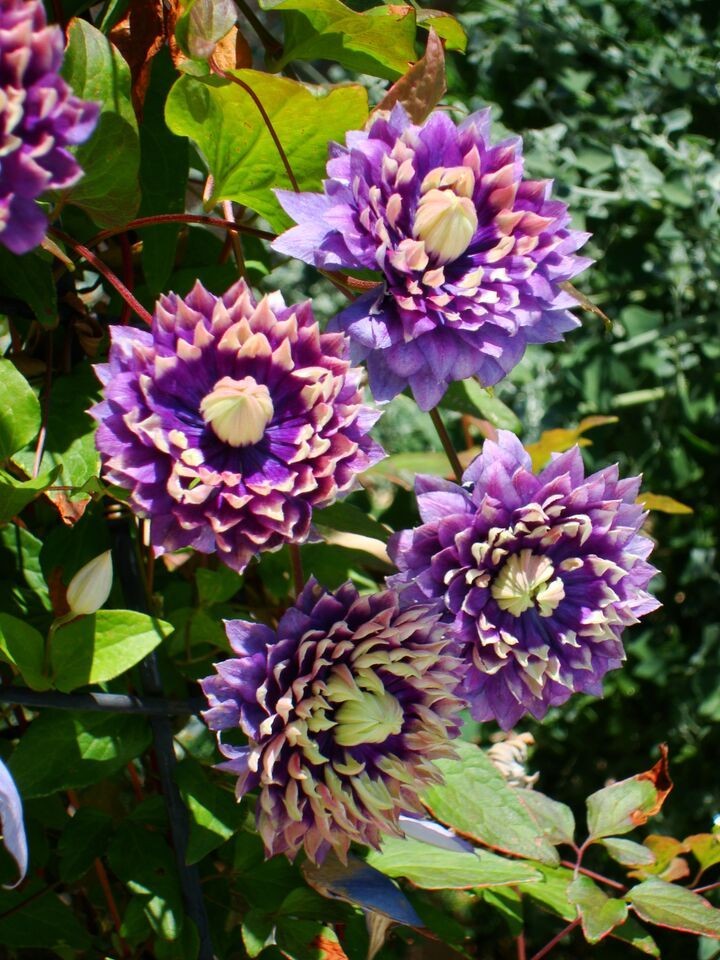 Clematis Taiga - Stunning Brand New & Exclusive Taiga Clematis - In ...