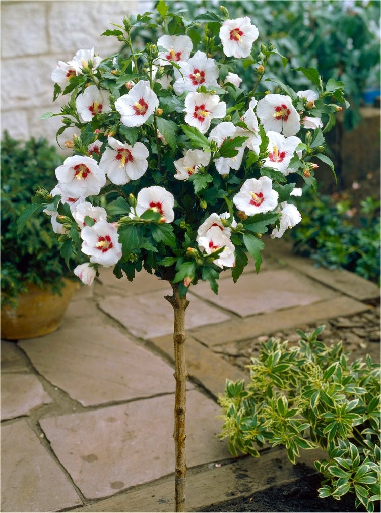 Pair of Patio Standard Hibiscus Trees - Red Hearted Hamabo