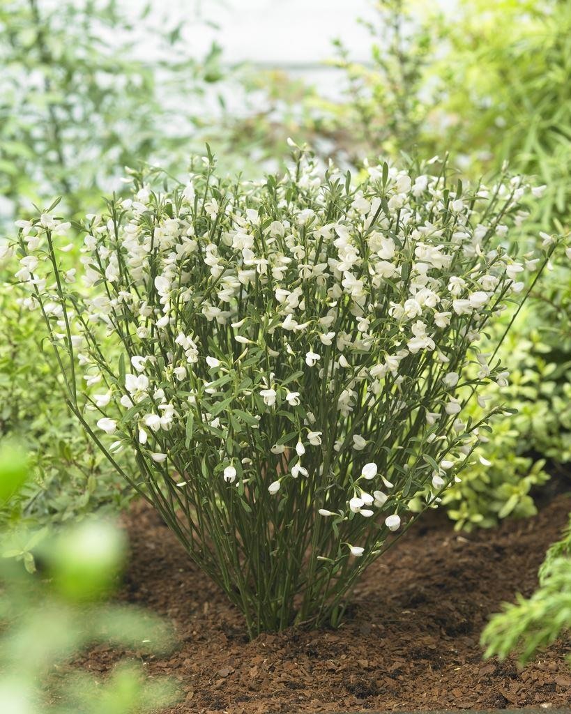 Cytisus praecox albus - White Lion - Broom
