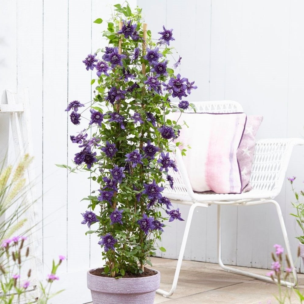 Clematis florida Kokonoe