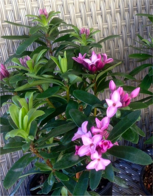 Daphne x transatlantica PINK Eternal FRAGRANCE - Evergreen Daphne