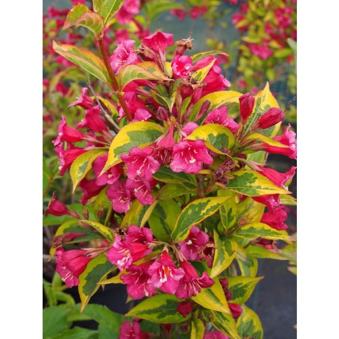 Weigela florida Moulin Rouge