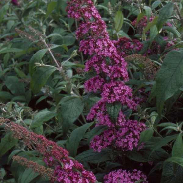 Page 2 | Buddleia shrubs for sale | Buy Buddleia plants UK delivery