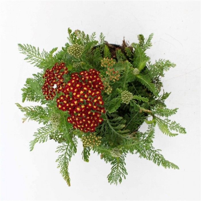Achillea millefolium Milly Rock Red - Yarrow