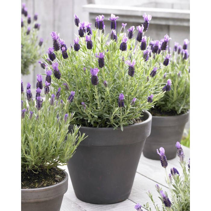 Lavender stoechas Anouk - French Lavender - Lavendula