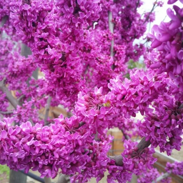 Cercis shrubs for sale | Buy Cercis plants UK delivery