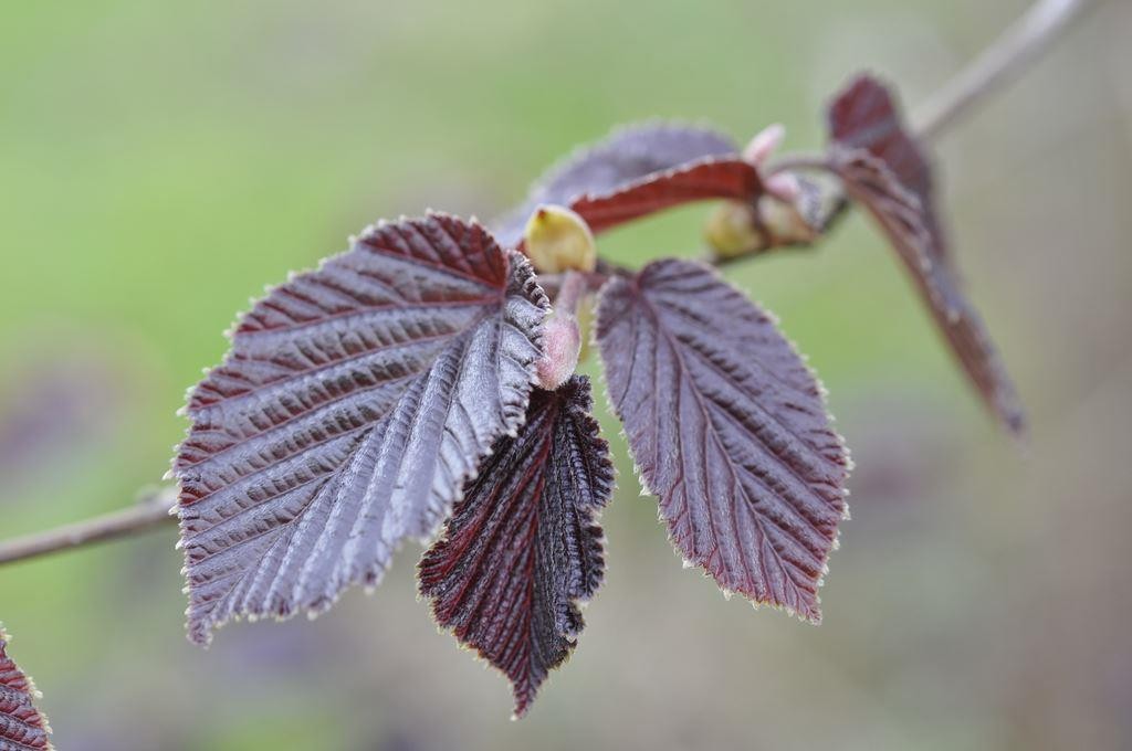 Corylus maxima purpurea - Purple Hazel