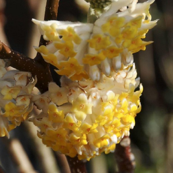 Edgeworthia chrysantha 'Nanjing Gold' - Paperbush - LARGE Heavy ...