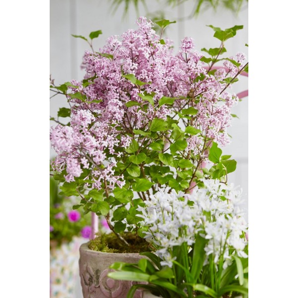 Lilac trees | Syringa | Buy Lilac shrubs online UK