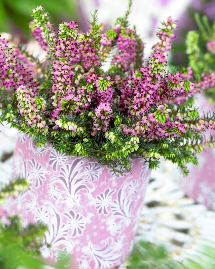 Deep Pink-Red Flowering Heather Plants - Erica - Pack of 15 Plants