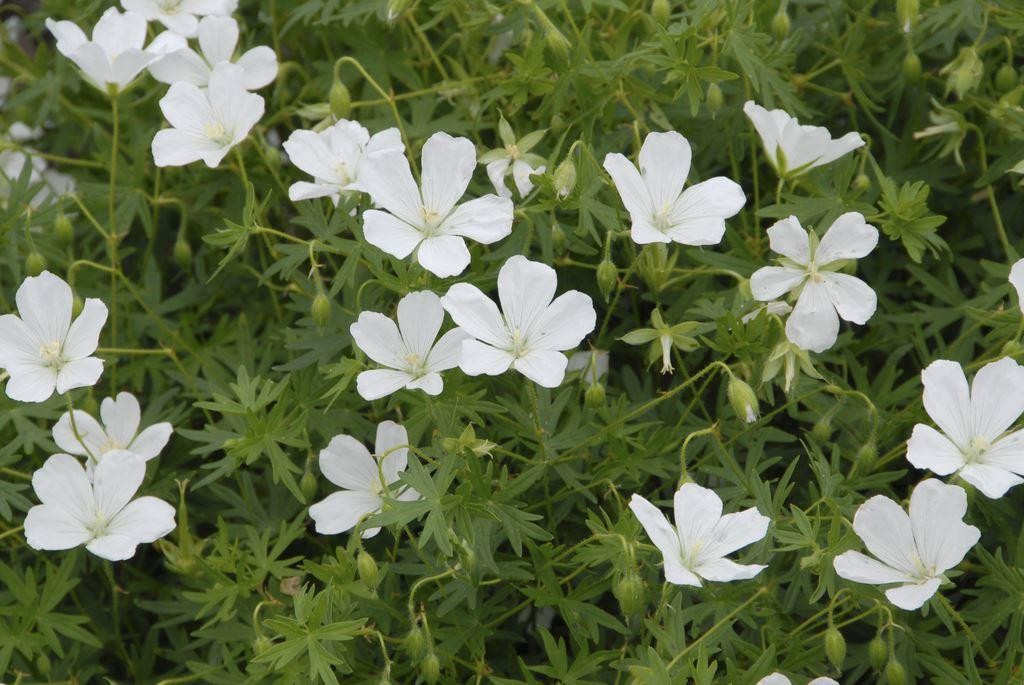 Geranium sanguineum Album