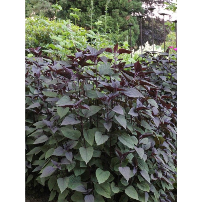 Eupatorium rugosum Chocolate - White Snakeroot