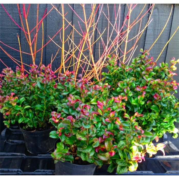 Leucothoe axillaris Curly Red - Unique Twisted Evergreen Foliage