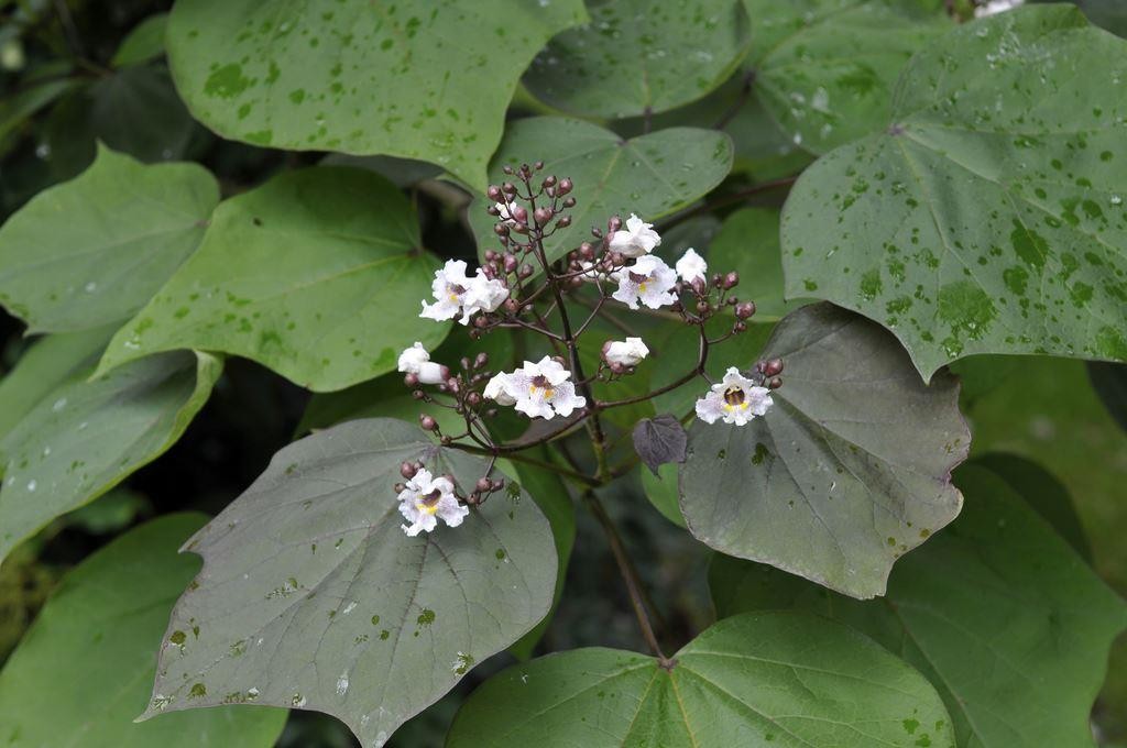 Catalpa erubescens Purpurea - Purple Indian Bean Tree