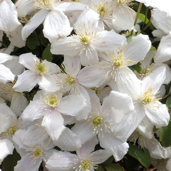 Clematis Taiga - Stunning Brand New & Exclusive Taiga Clematis - In ...