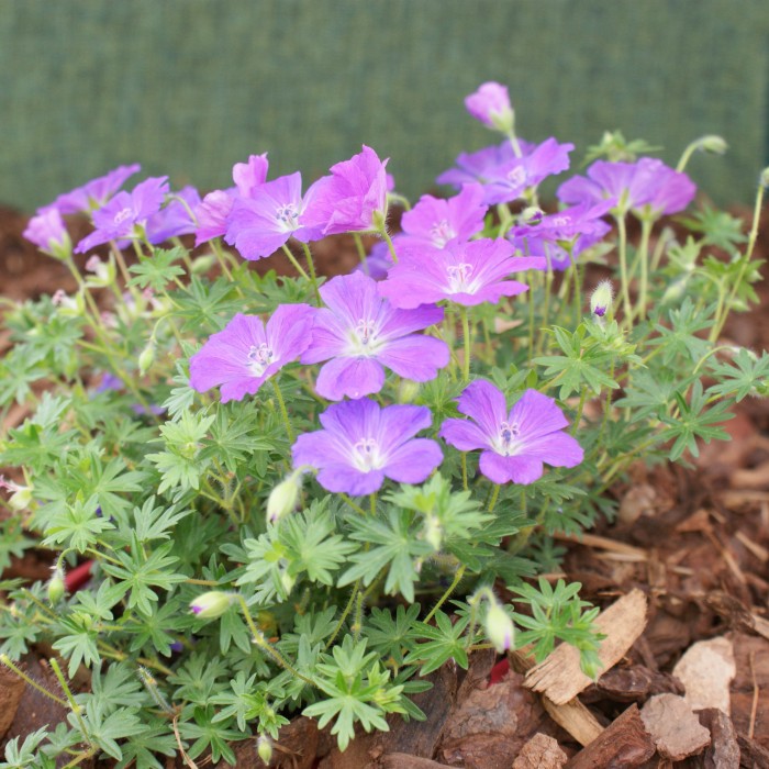 Hardy Geranium Breeders Mix Premium Collection - Pack of TEN