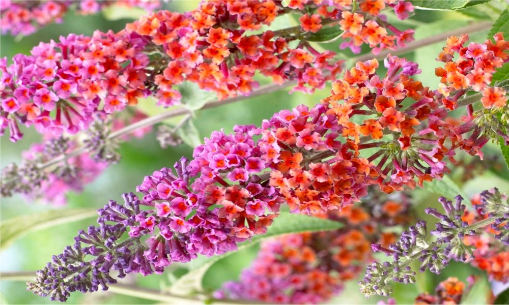 LARGE Buddleia Flower Power - Amazing Bicolour Flowered Butterfly Bush ...