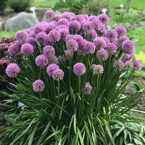 Allium senescens Millenium - Amazing Summer Flowering Allium