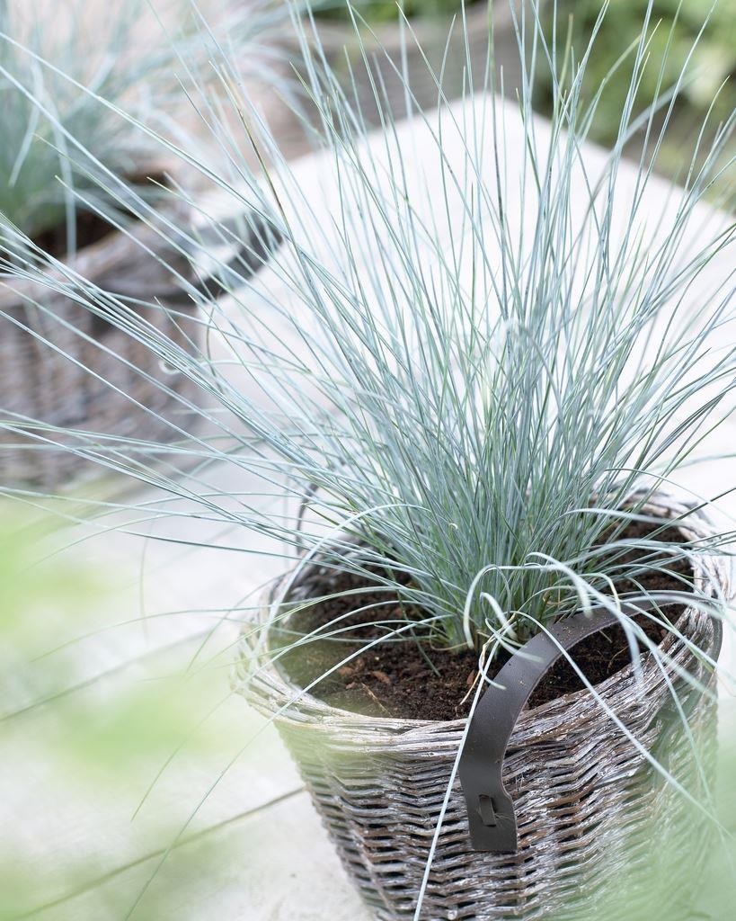 Festuca glauca Elijah Blue - Intense Blue Fescue