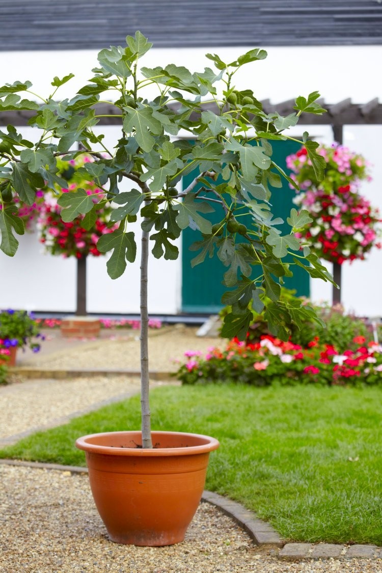 SPECIAL DEAL - Fig Tree - Patio Standard Fig Tree - Ficus carica ...