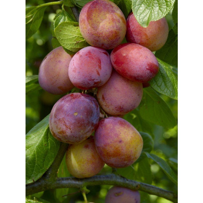 PLUM TREE - Multi-Variety Fruit Tree - PLUM - 5 varieties on one Tree!