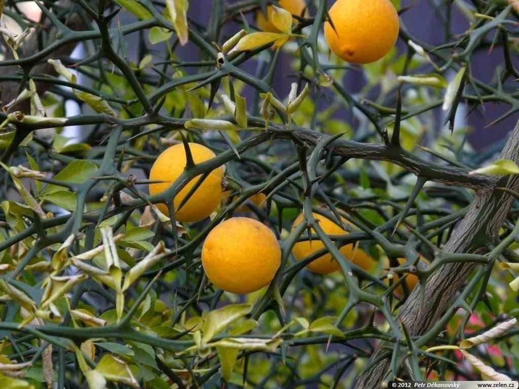 Poncirus trifoliata - Japanese Bitter Orange - Hardy Citrus