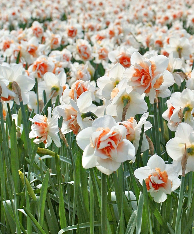 Narcissus - Daffodil Replete - Pack of 5 Double Ruffled Daffodils