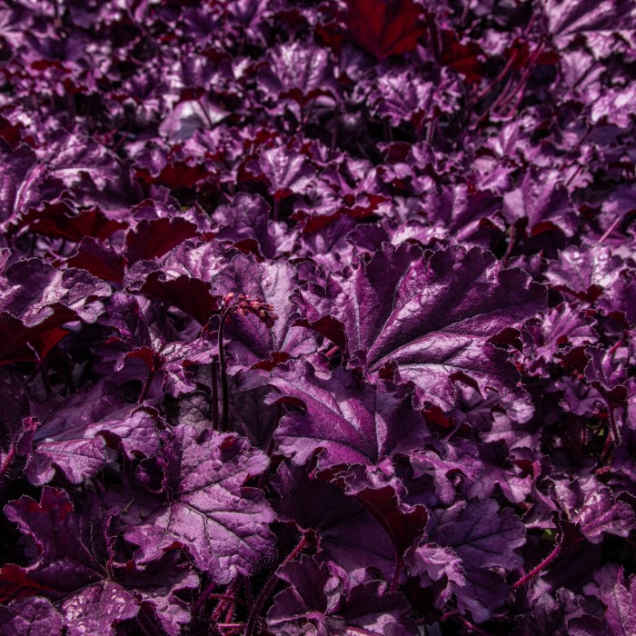 Heuchera Forever Purple