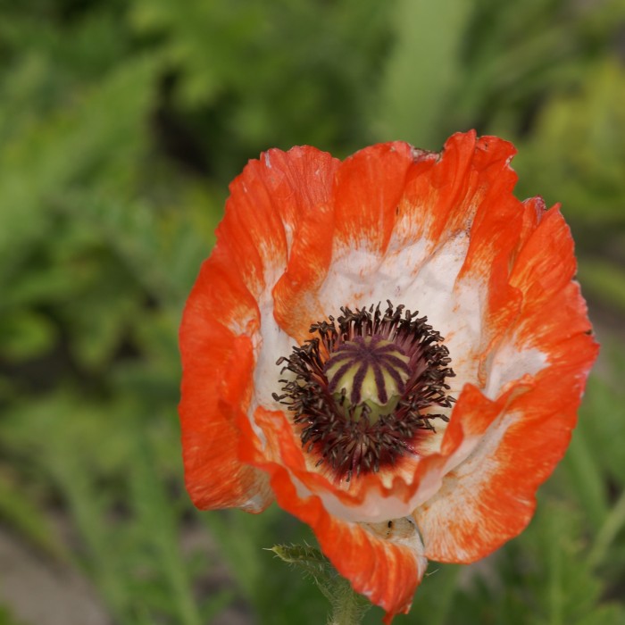 Poppy - Papaver Mega Mix - Pack of TWENTY