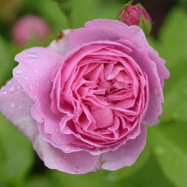 Gardening Express - Roses - Bush and Shrub Roses