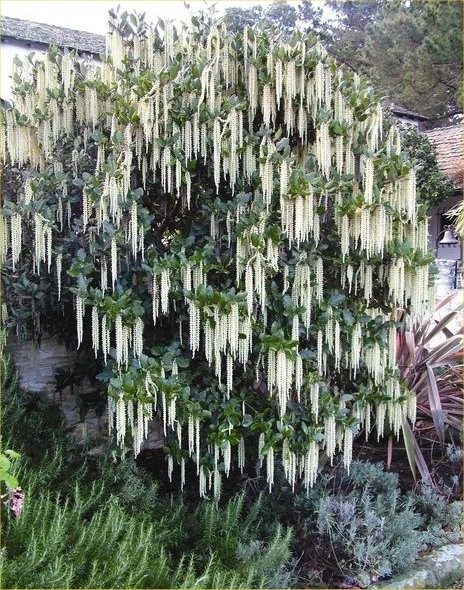 Garrya elliptica James Roof - Silk-tassel Bush