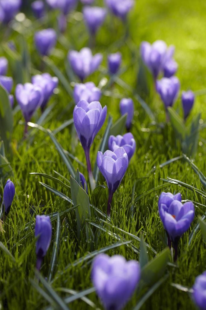 Crocus Blue