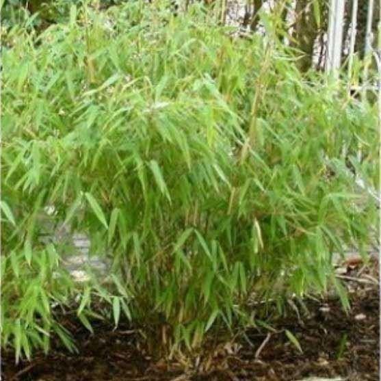 Fargesia murieliae 'Rufa' - Umbrella Bamboo - Large Specimen