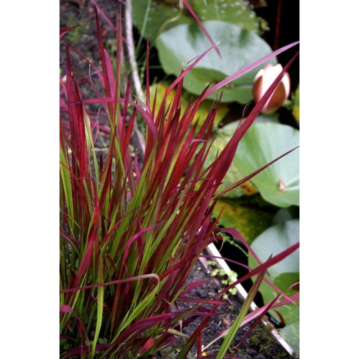 Imperata cylindrica rubra Red Baron - Japanese Blood Grass