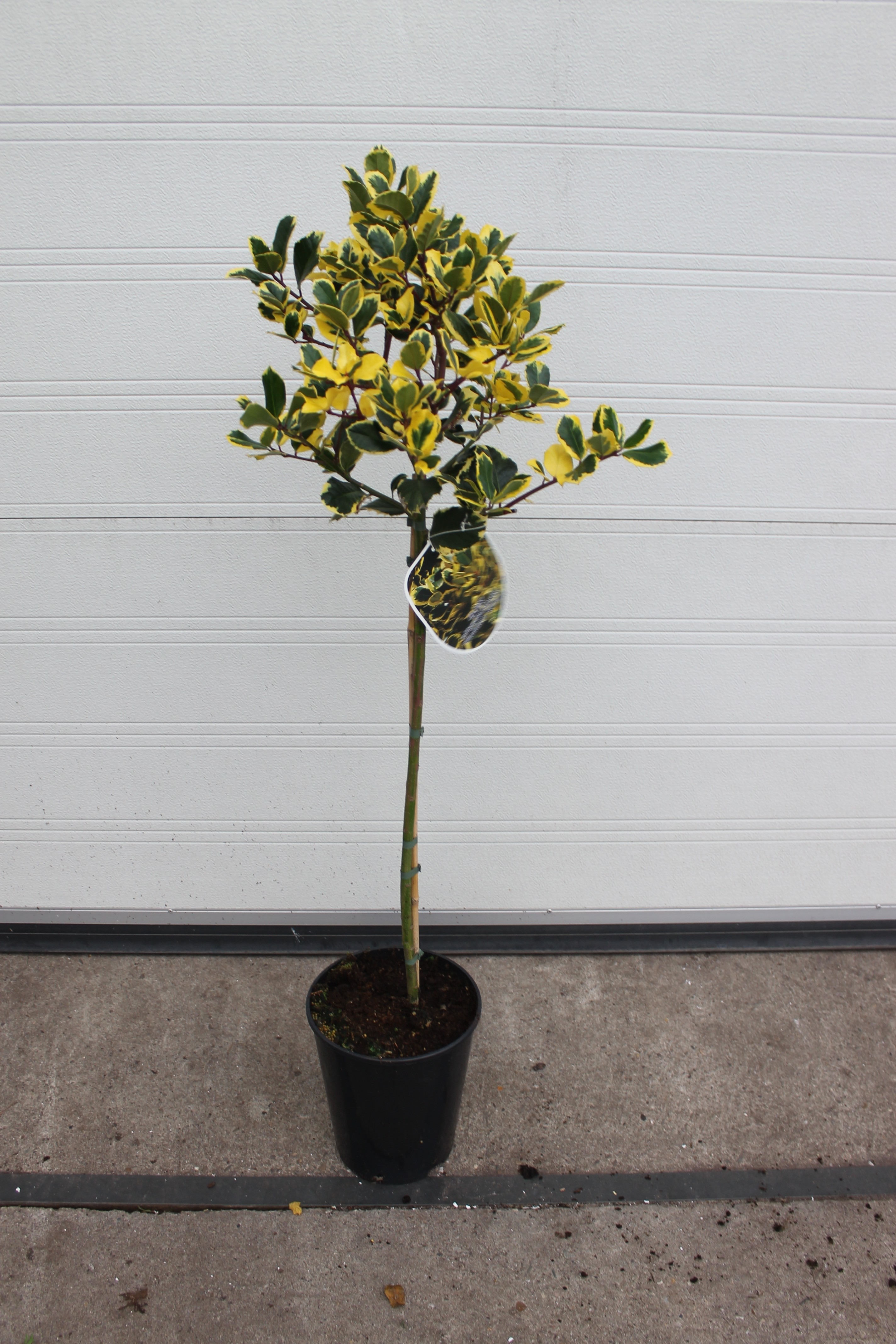 Pair of Gorgeous Golden King Variegated Holly Tree Standards - Perfect ...