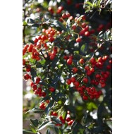 Pyracatha plants for sale | Buy Pyracantha shrubs online UK delivery