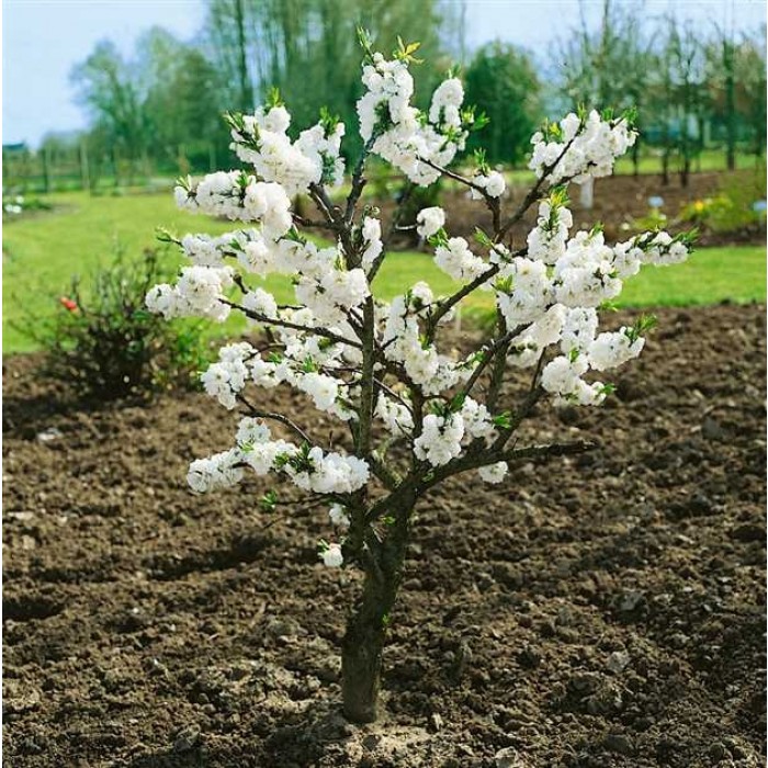 Prunus persica Taoflora White - circa 150cm tall