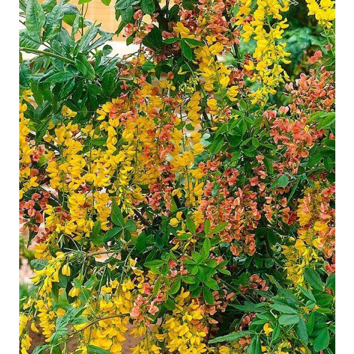 Adams Laburnum - Laburnocytisus adamii - Young Tree